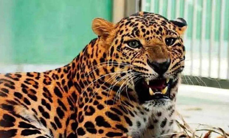 Karnataka: Leopard Behind Fatal Attack at Male Mahadeshwara Hills ...