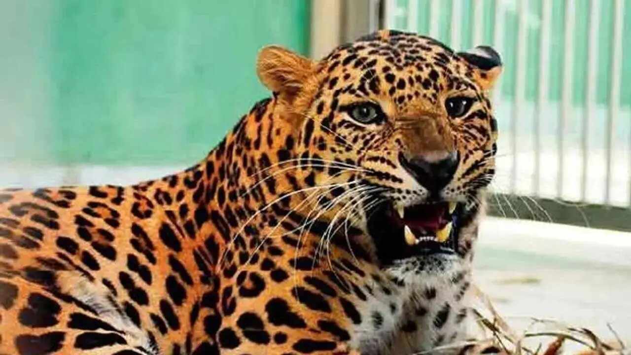 Karnataka: Leopard Behind Fatal Attack at Male Mahadeshwara Hills ...